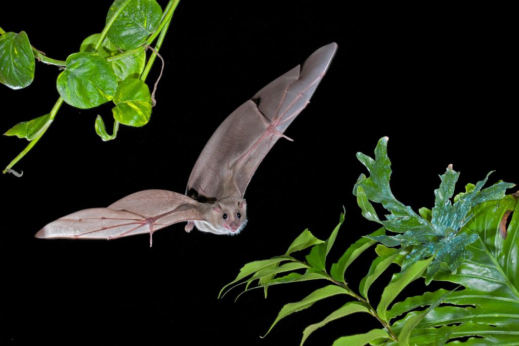 fruit bat flight