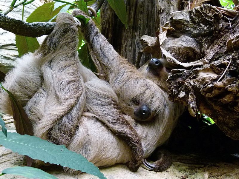 Mother and Baby Sloth | Smithsonian Photo Contest | Smithsonian Magazine