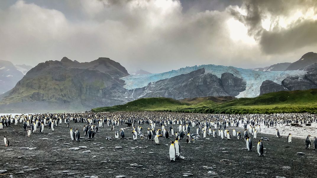 King penguins at Gold Harbor, South Georgia | Smithsonian Photo Contest ...