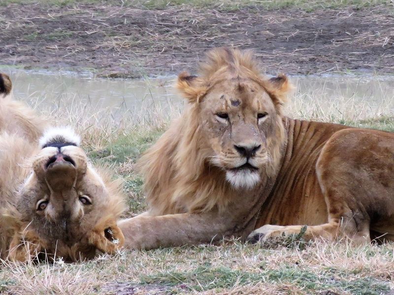 Two Old Brother Lions | Smithsonian Photo Contest | Smithsonian Magazine