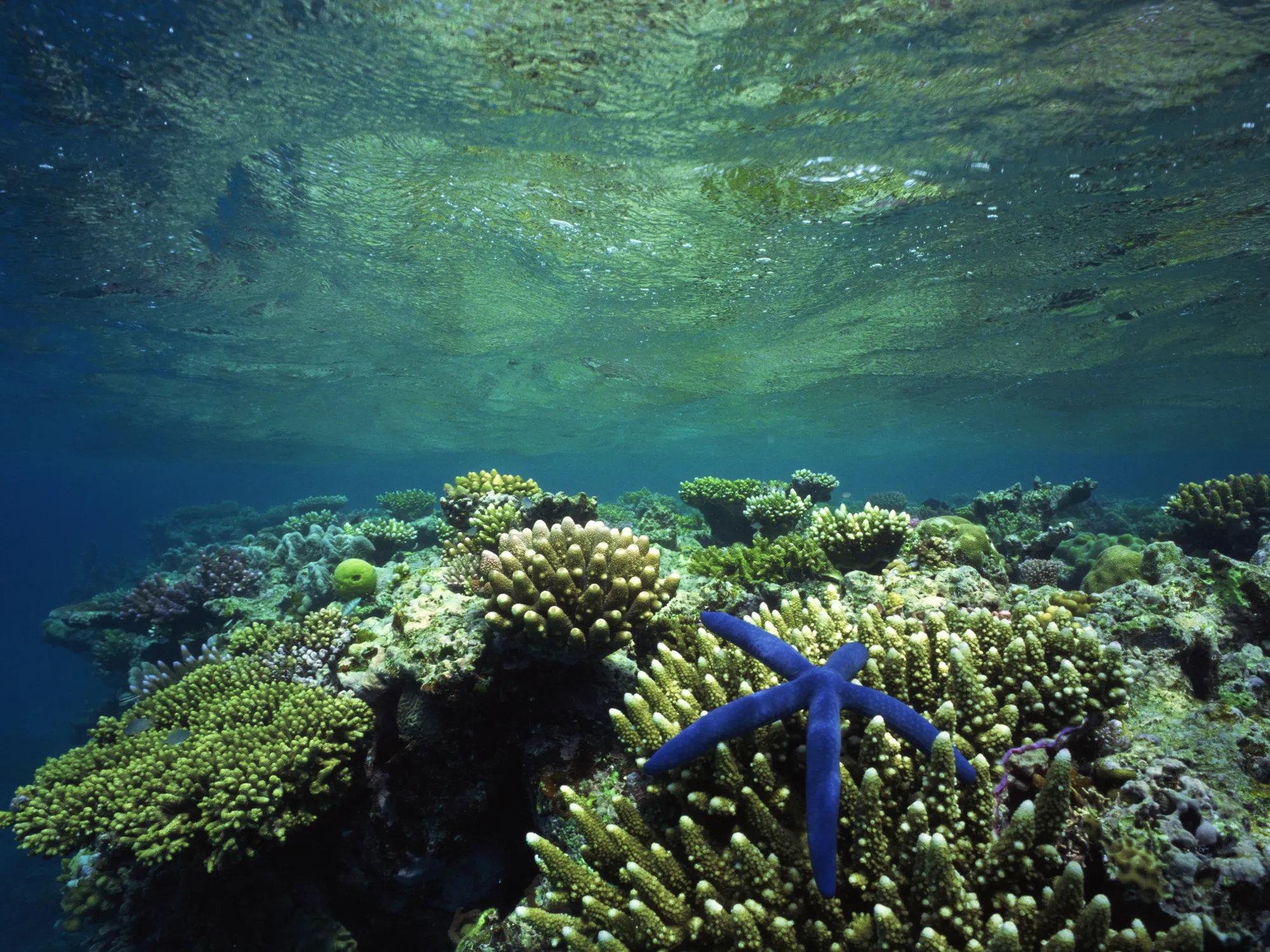 All About Starfish | Smithsonian Voices | Smithsonian Science Education ...