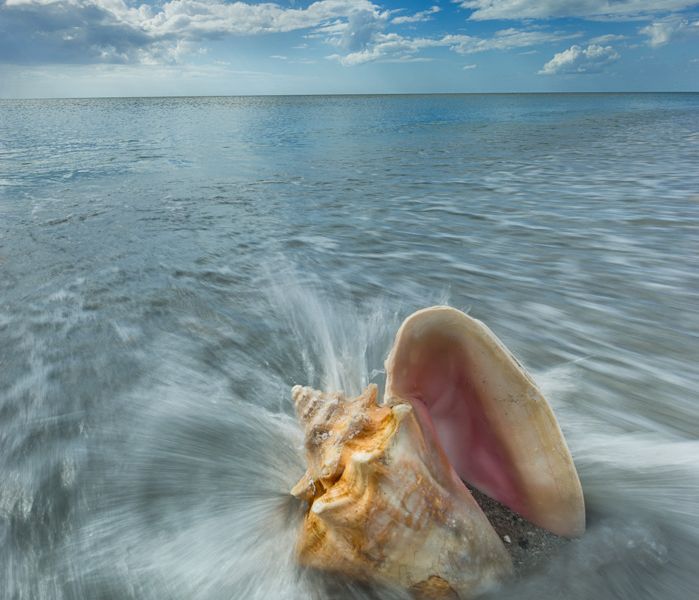 Photographing a Florida Queen Conch that I placed in the water ...