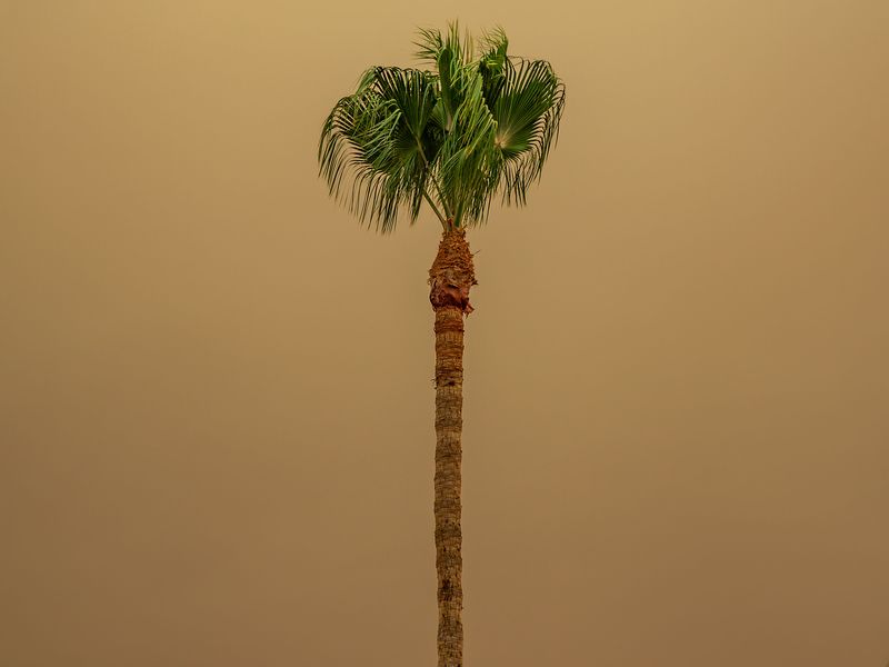 Holy Fire Palm Tree | Smithsonian Photo Contest | Smithsonian Magazine