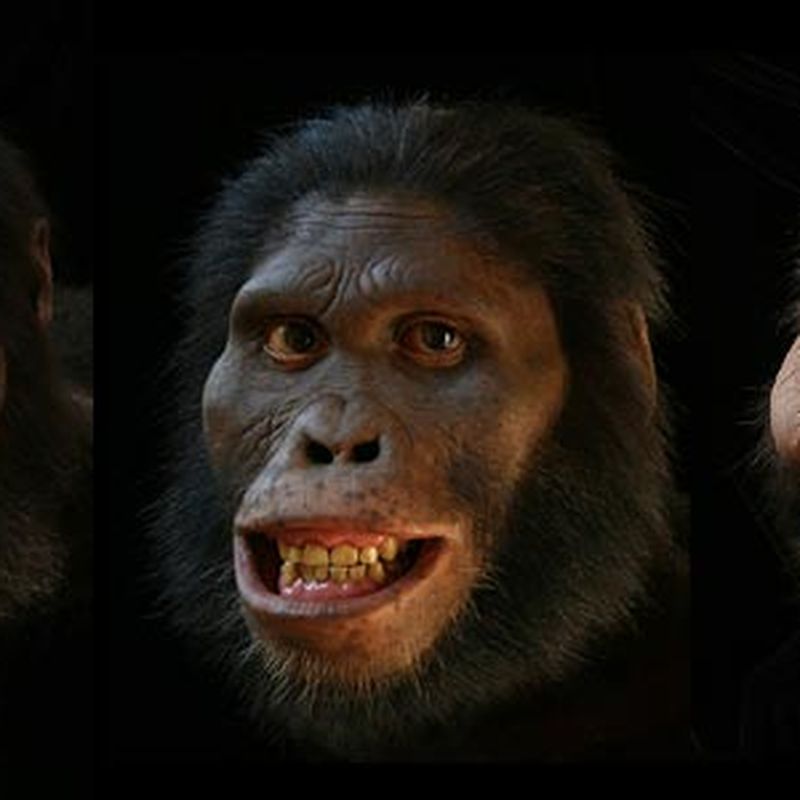 Australopithecus Food