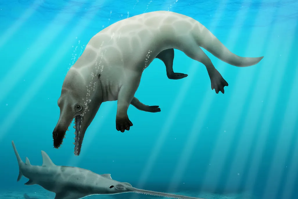 extinct whale found