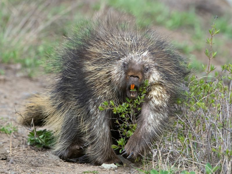 Porcupine Feeding | Smithsonian Photo Contest | Smithsonian Magazine