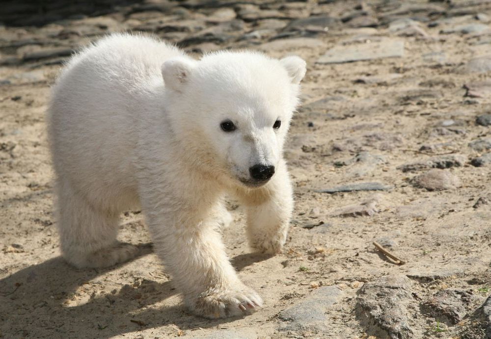 polar bear attack berlin