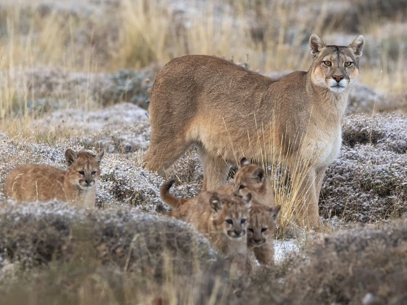 Wild momma Puma and her 4 cubs in the snow | Smithsonian Photo Contest ...