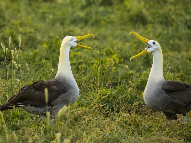 Albatross Mating Dance | Smithsonian Photo Contest | Smithsonian Magazine