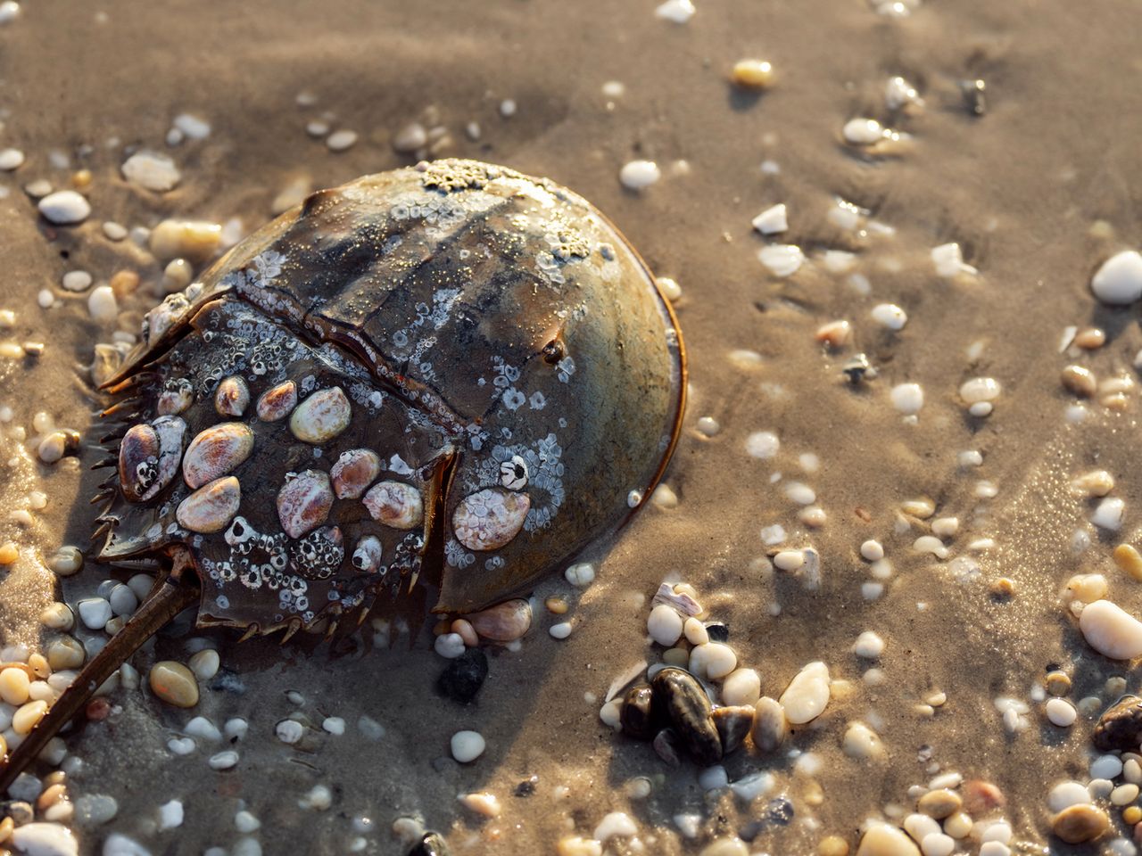 horseshoe crab coloring pages