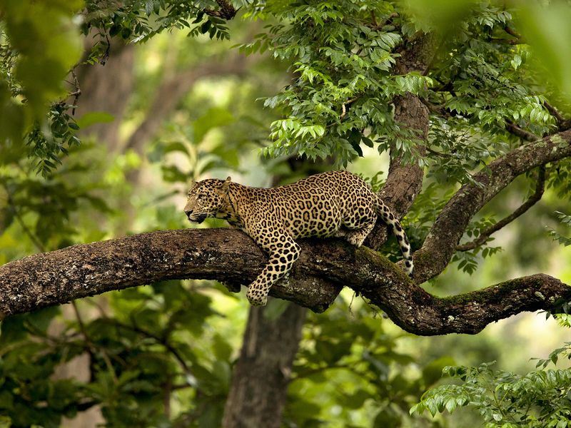 The Tree Hugger | Smithsonian Photo Contest | Smithsonian Magazine