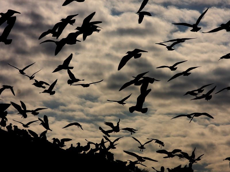 Birds, Mosul, Iraq | Smithsonian Photo Contest | Smithsonian Magazine