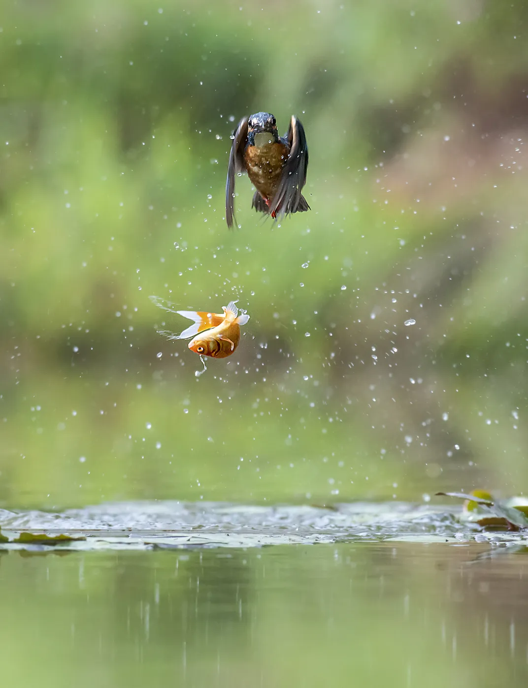 accidentally drop | Smithsonian Photo Contest | Smithsonian Magazine