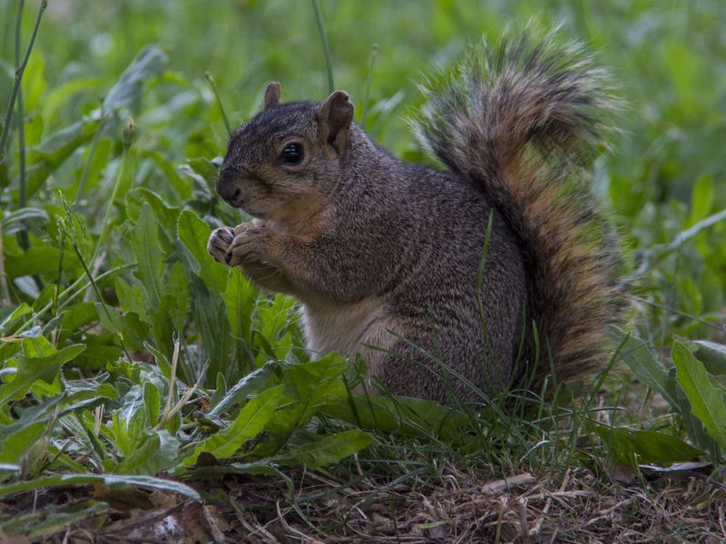 Squirrel in Amazon Park, Eugene, Oregon. | Smithsonian Photo Contest ...