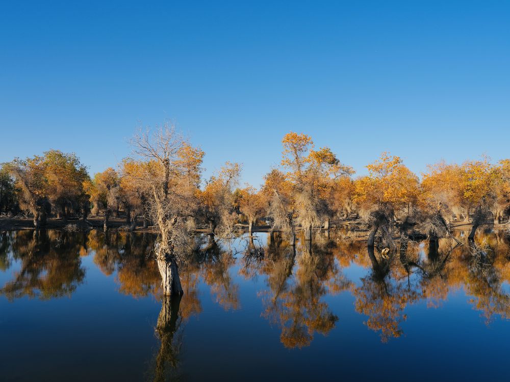 Populus euphratica in the water | Smithsonian Photo Contest ...