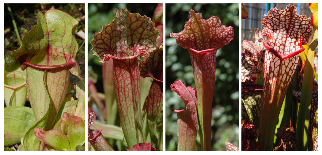carnivorous plants london