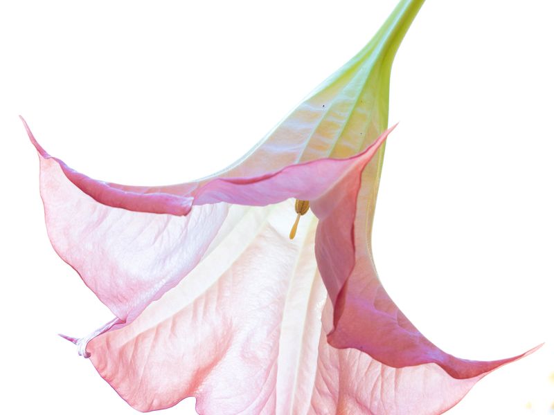 Angel's trumpet | Smithsonian Photo Contest | Smithsonian Magazine