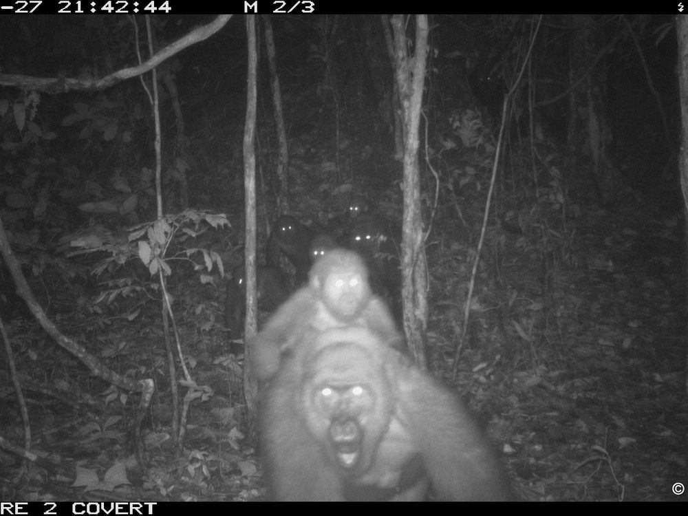 cross river gorilla range