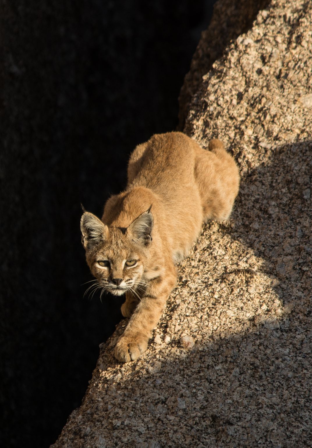 A bobcat on boulders in the early morning. | Smithsonian Photo Contest ...