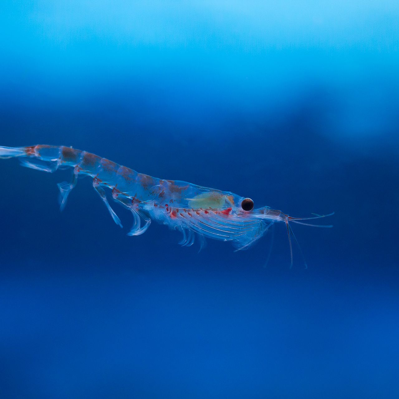 Arctic Krill