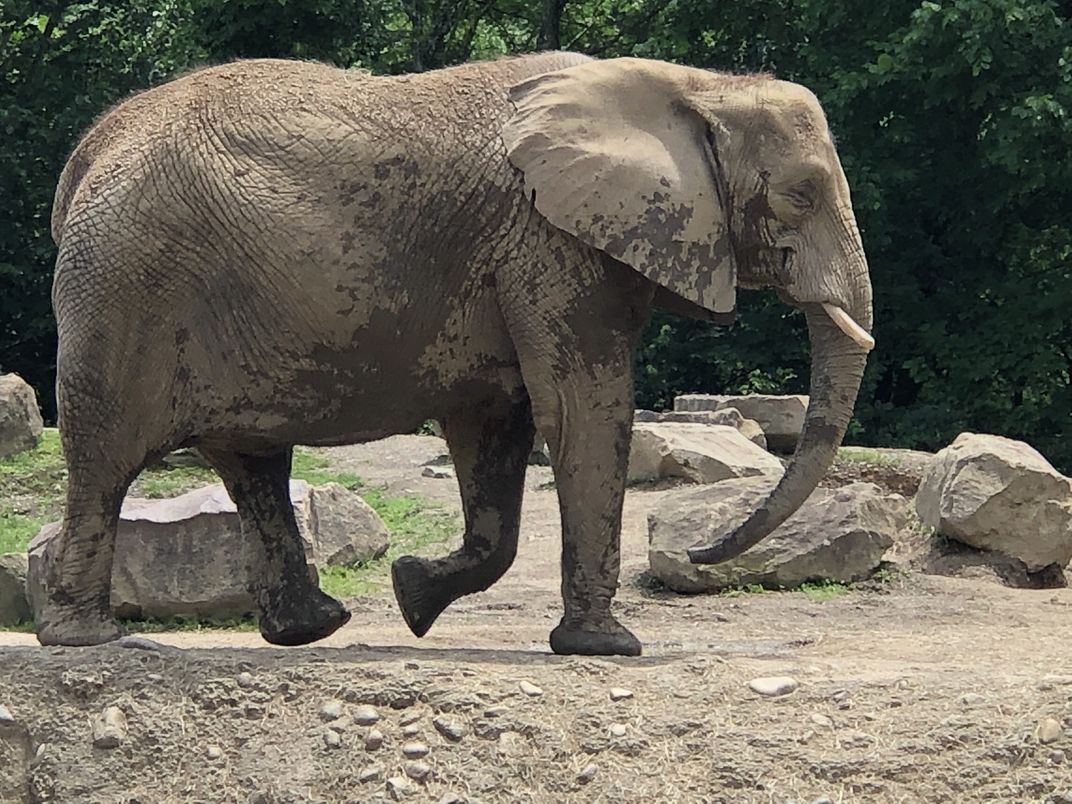 Elephant | Smithsonian Photo Contest | Smithsonian Magazine