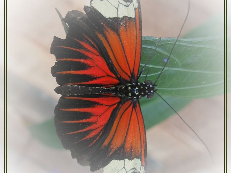 Beautiful butterfly photographed at The Boston Museum of Science ...