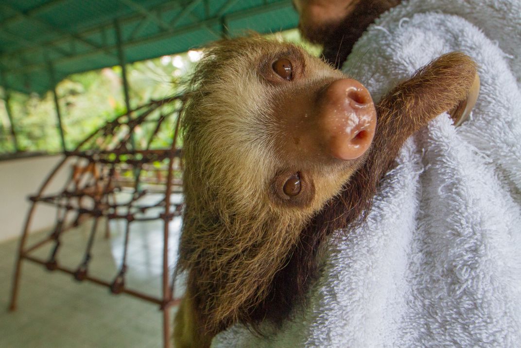 Orphaned Sloth | Smithsonian Photo Contest | Smithsonian Magazine