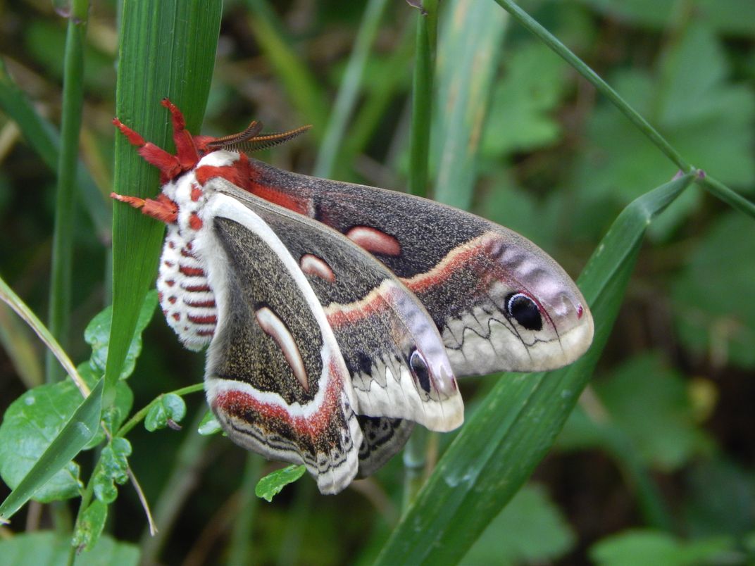 Newly Emerged Hyalophone Cecropia Moth finds its wings | Smithsonian ...
