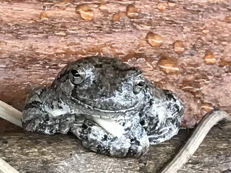 Tad the Tree Frog | Smithsonian Photo Contest | Smithsonian Magazine