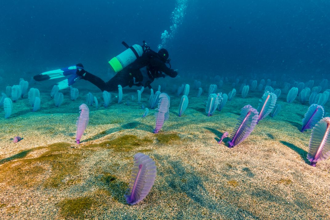 Diving in the big colony of Sea pens | Smithsonian Photo Contest ...