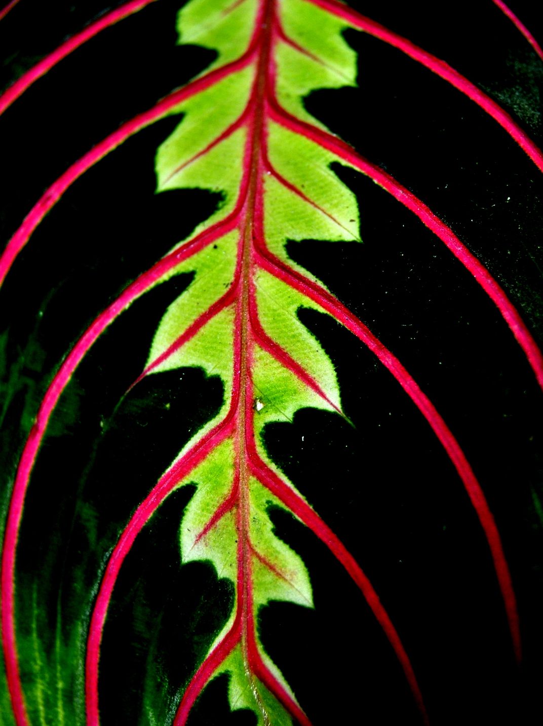 "A New Leaf" | Smithsonian Photo Contest | Smithsonian Magazine