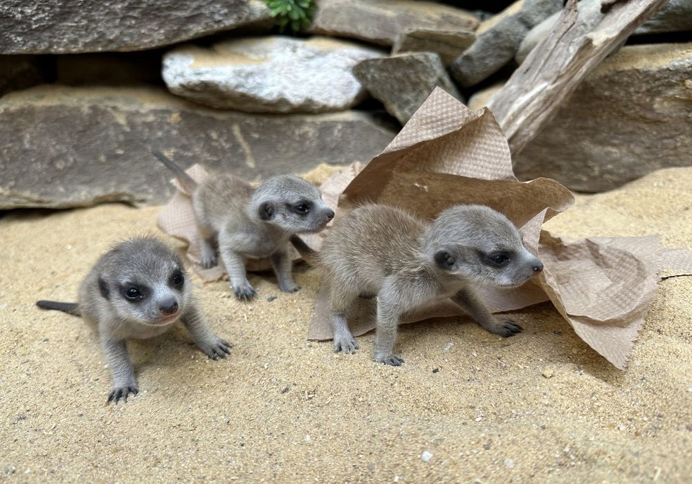 Get to Know the Zoo's Meerkat Pups | Smithsonian Voices | National Zoo ...