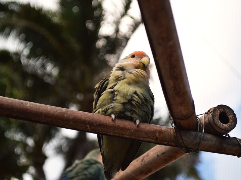 Resting Wings | Smithsonian Photo Contest | Smithsonian Magazine