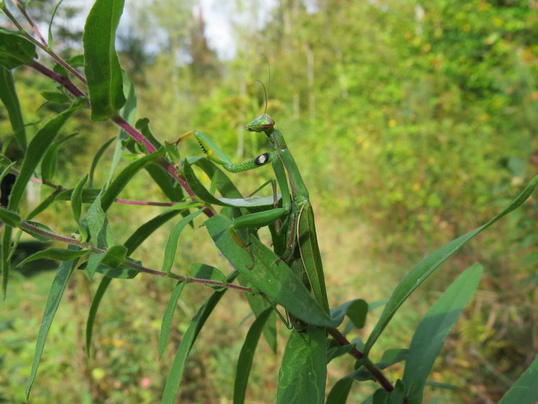Praying mantis | Smithsonian Photo Contest | Smithsonian Magazine