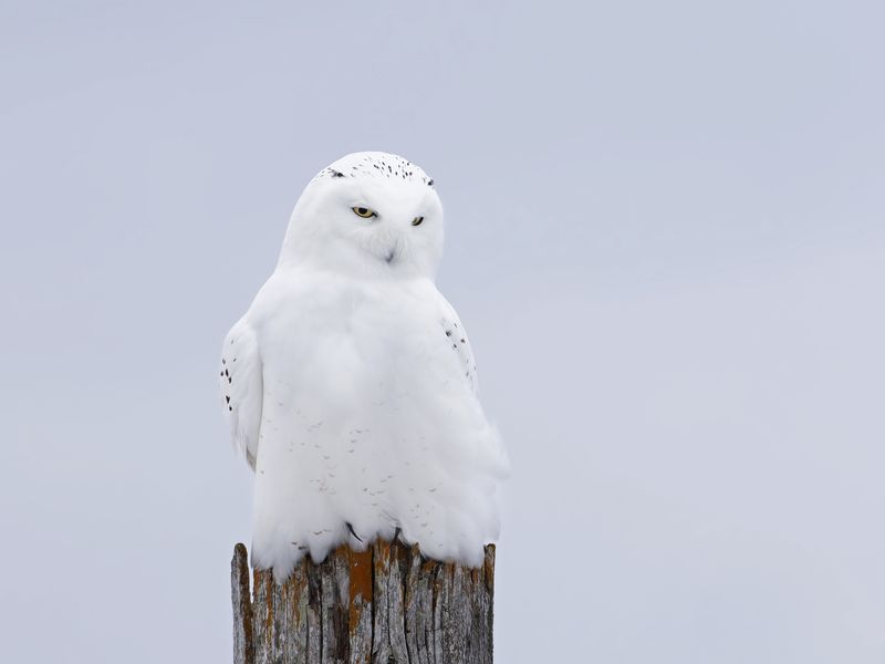Snowy owl perched on a post | Smithsonian Photo Contest | Smithsonian ...