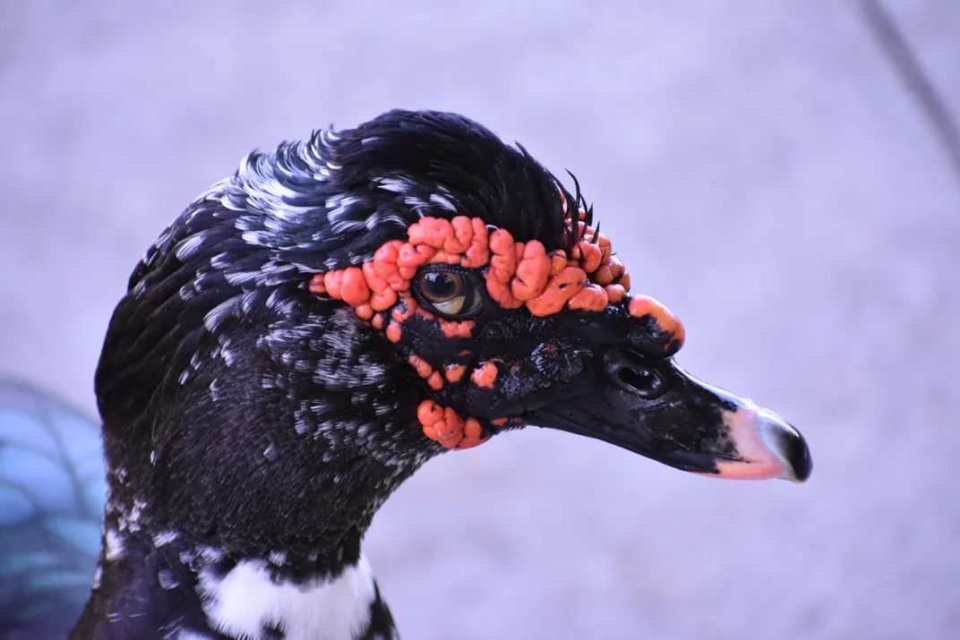 Hungry Duck | Smithsonian Photo Contest | Smithsonian Magazine