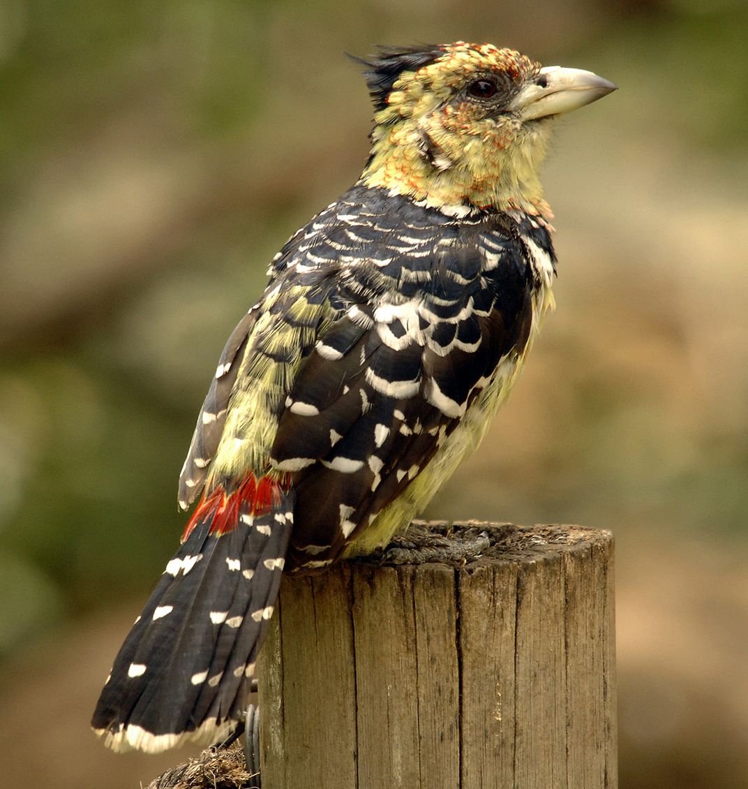 Crested Barbet on Stump. | Smithsonian Photo Contest | Smithsonian Magazine