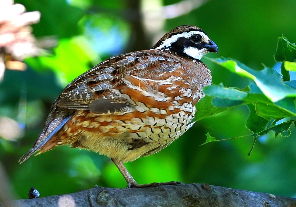 Bobwhite Quail Bird Edge Birds Bobwhite Quail » John A. Ruthven
