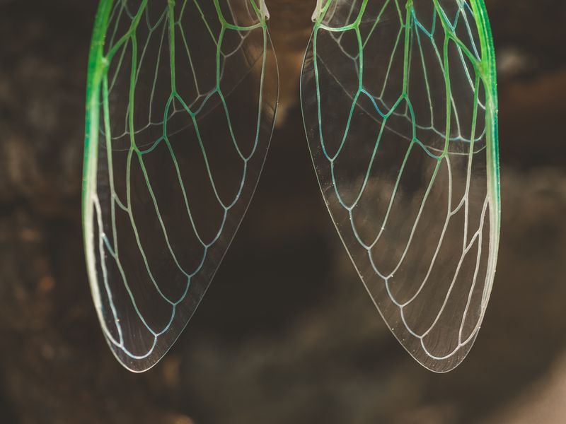 Cicada Wings | Smithsonian Photo Contest | Smithsonian Magazine