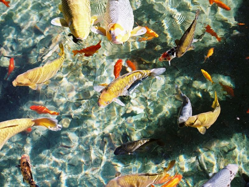 Photogenic fish | Smithsonian Photo Contest | Smithsonian Magazine