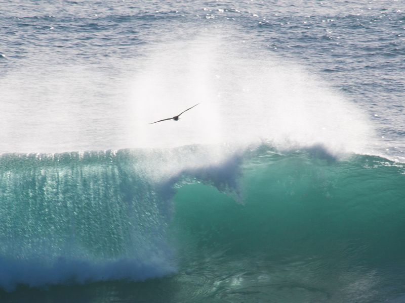 Surfing Bird, he was looking for dinner at this time. He came out from ...