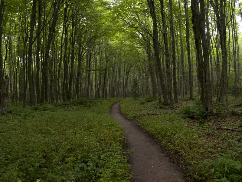 Winding trail in the Upper Peninsula | Smithsonian Photo Contest ...