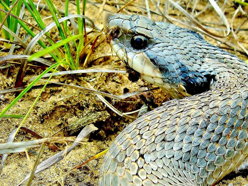 This eastern hognose snake was found digging in the pine barrens in ...