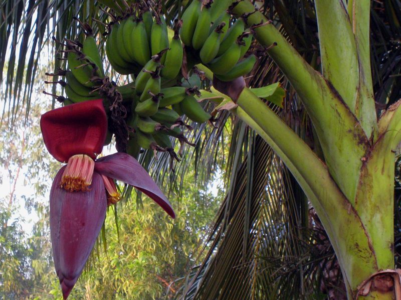 Banana cycle - Nature's creation of bananas from its seeds to maturity ...