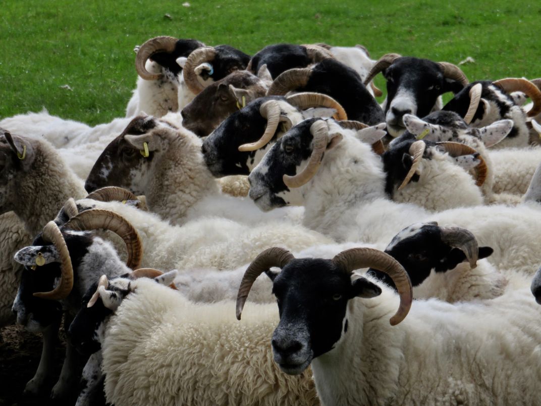 Sheep Herded together by Sheepdogs, Kincraig, Scotland, UK ...
