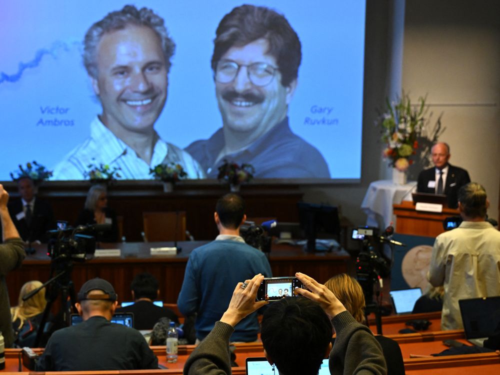 American Scientists Win Nobel Prize in Medicine for 'Groundbreaking ...
