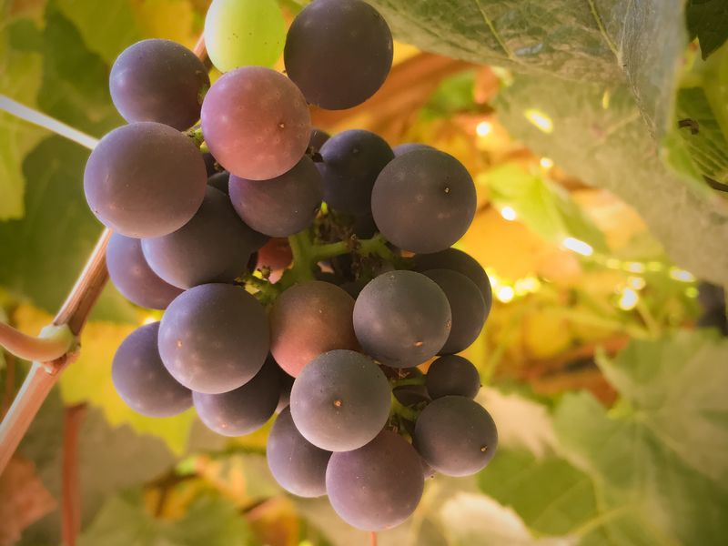 Cluster of grapes | Smithsonian Photo Contest | Smithsonian Magazine