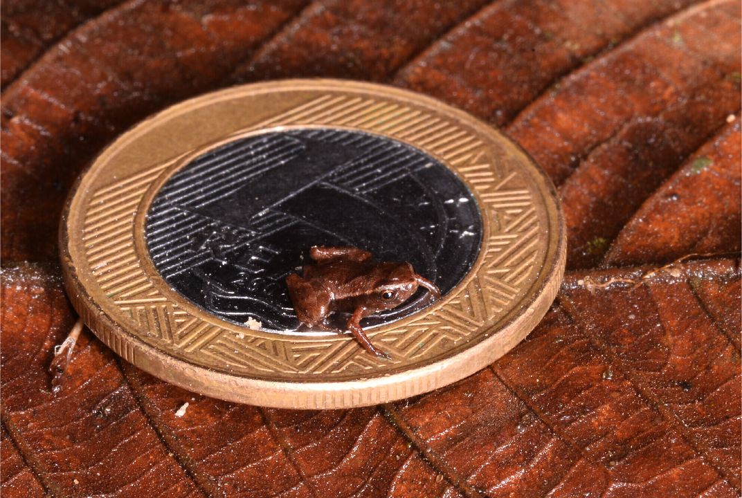 world's smallest frog cuba