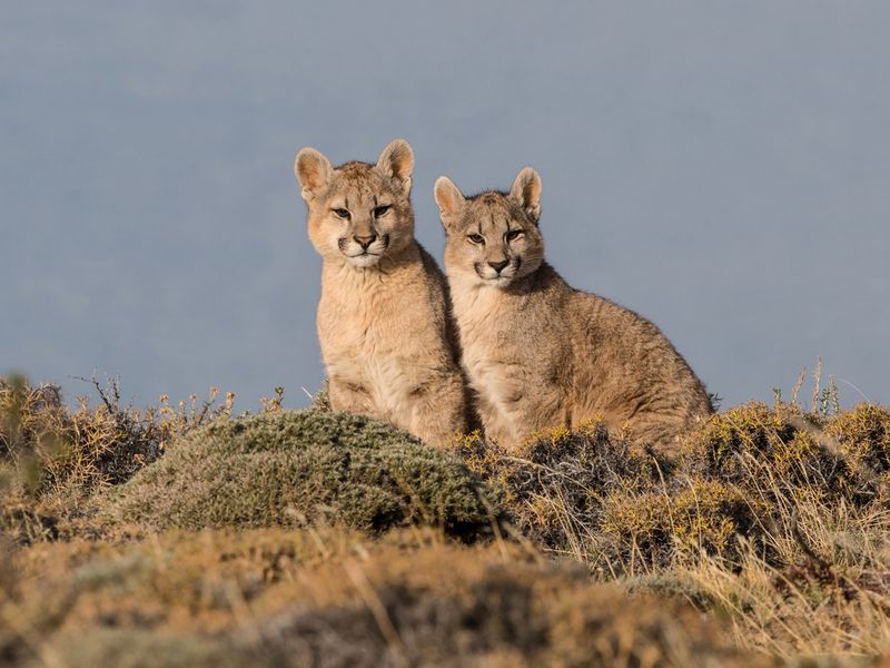Puma cubs, Patagonia | Smithsonian Photo Contest | Smithsonian Magazine