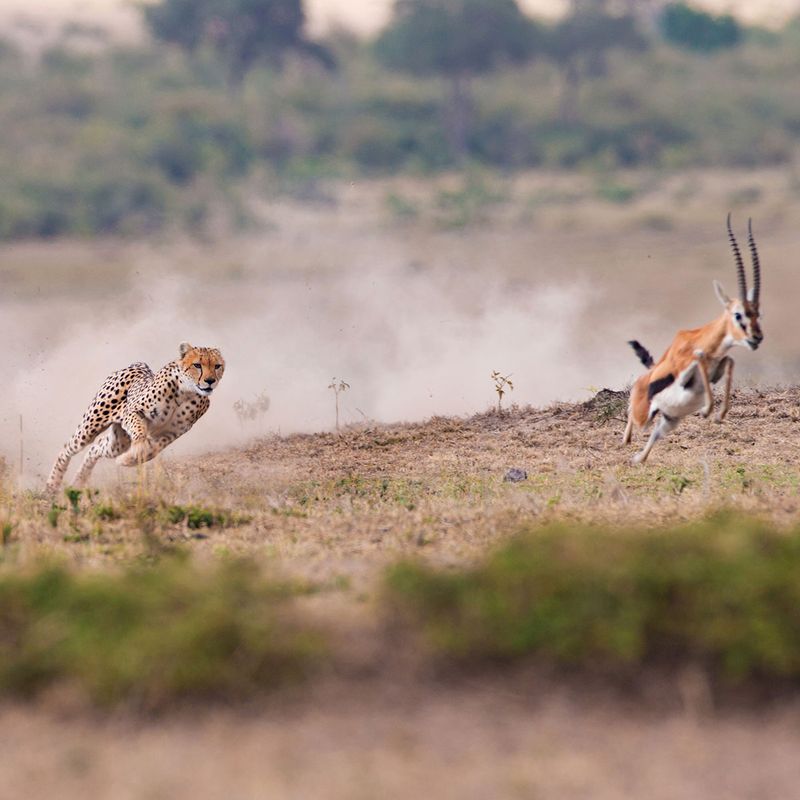 Predator Science Definition